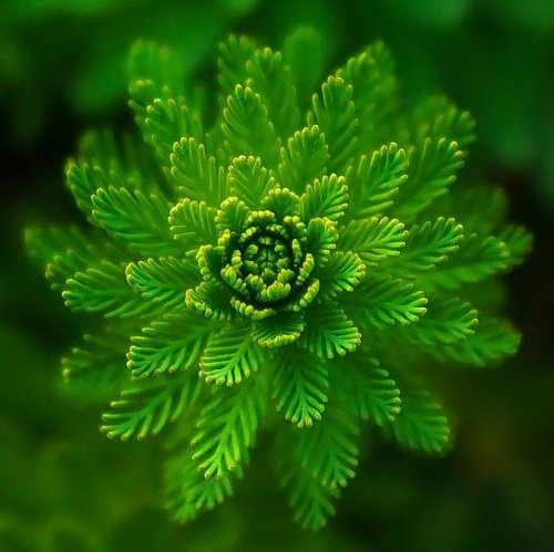Nature Quiz What Do You Know About Plants Free Online Printable Nature Quiz What Do You Know About Plants Free Online Printable